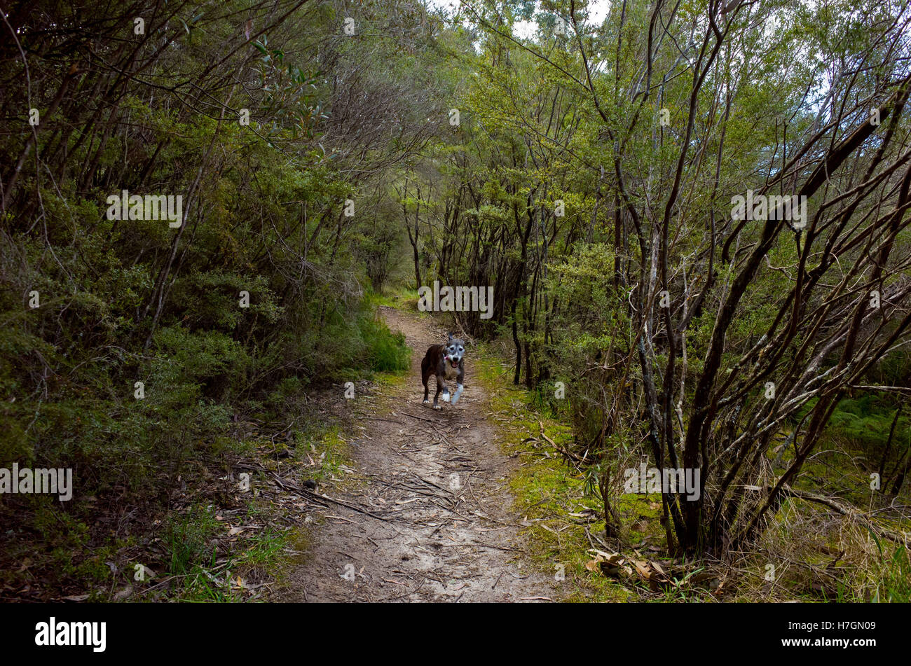 A happy dog running on forest path Stock Photo - Alamy