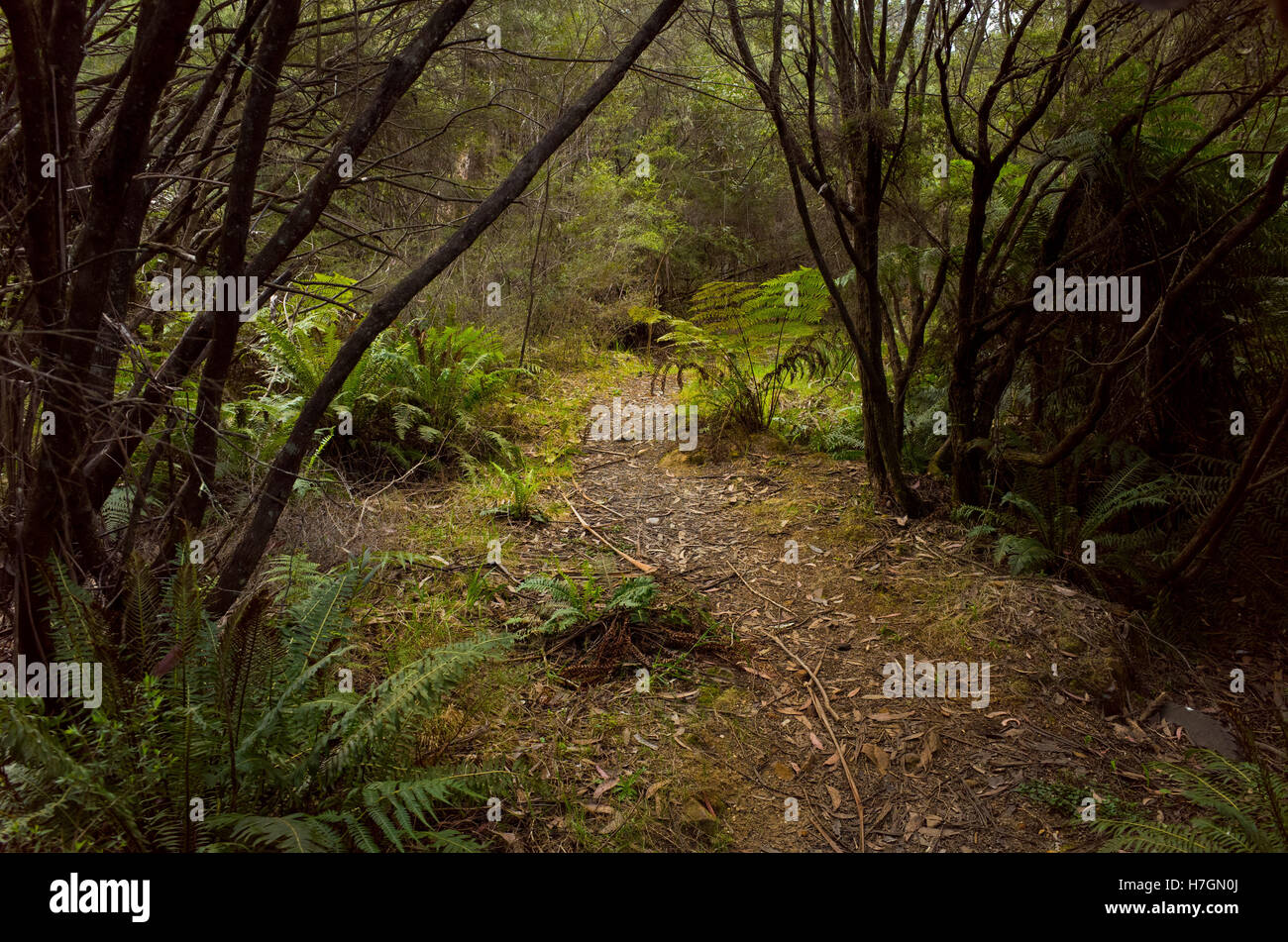 Path going through thick, lush, green vegetation in the Australian bush ...