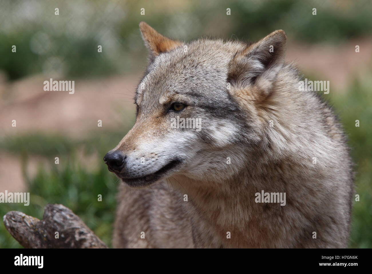 Caged wolf hi-res stock photography and images - Alamy