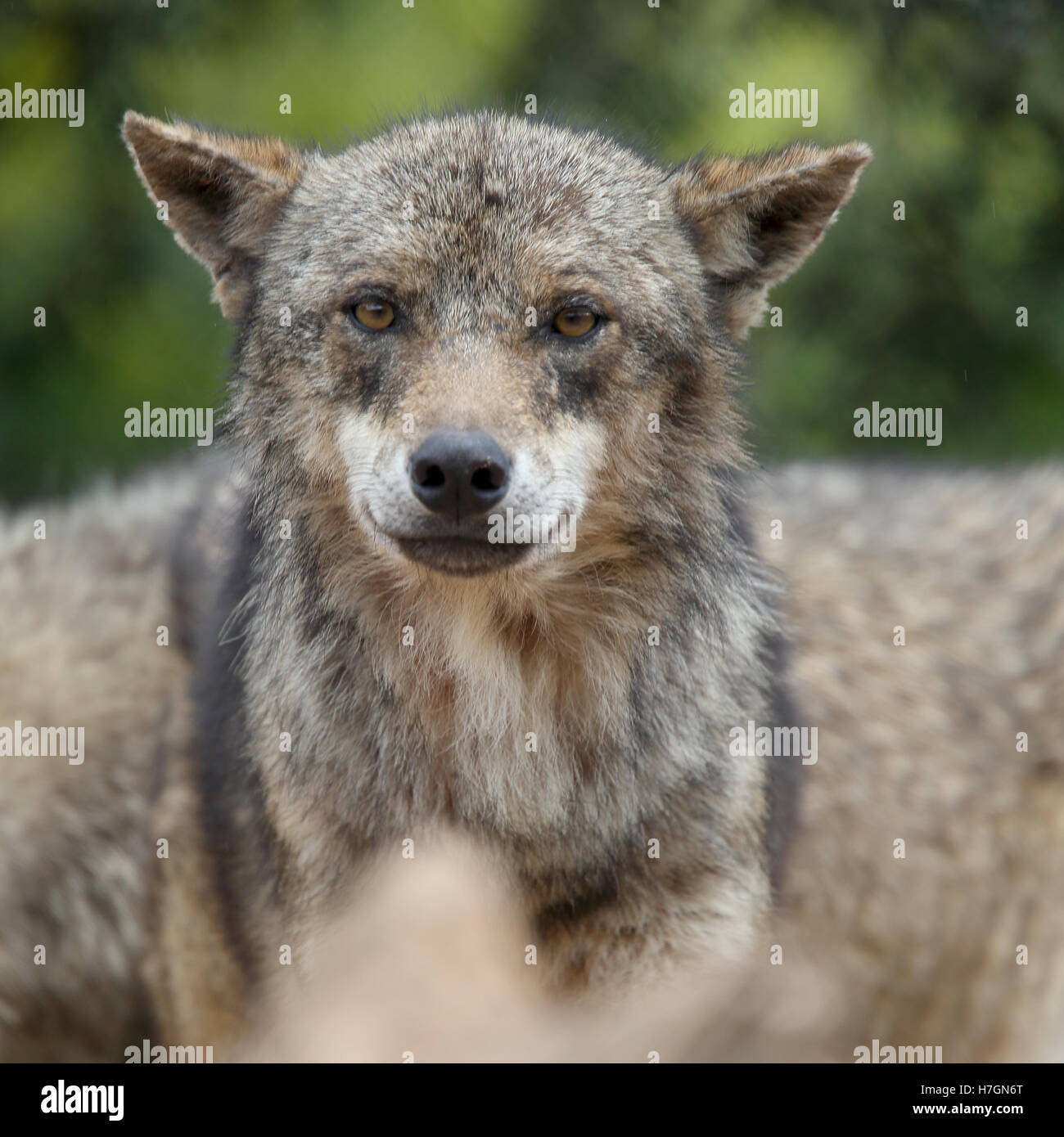 A captive Eurasian Wolf (Canis lupus), Spain Stock Photo - Alamy
