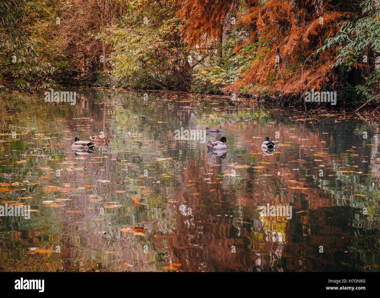 Ducks in lake during autumn foliage Stock Photo - Alamy