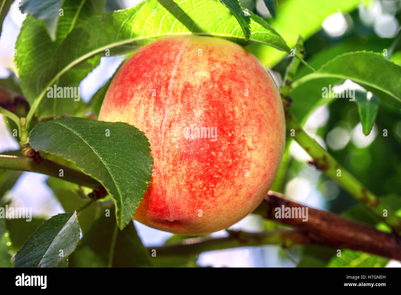 Peach tree hi-res stock photography and images - Alamy
