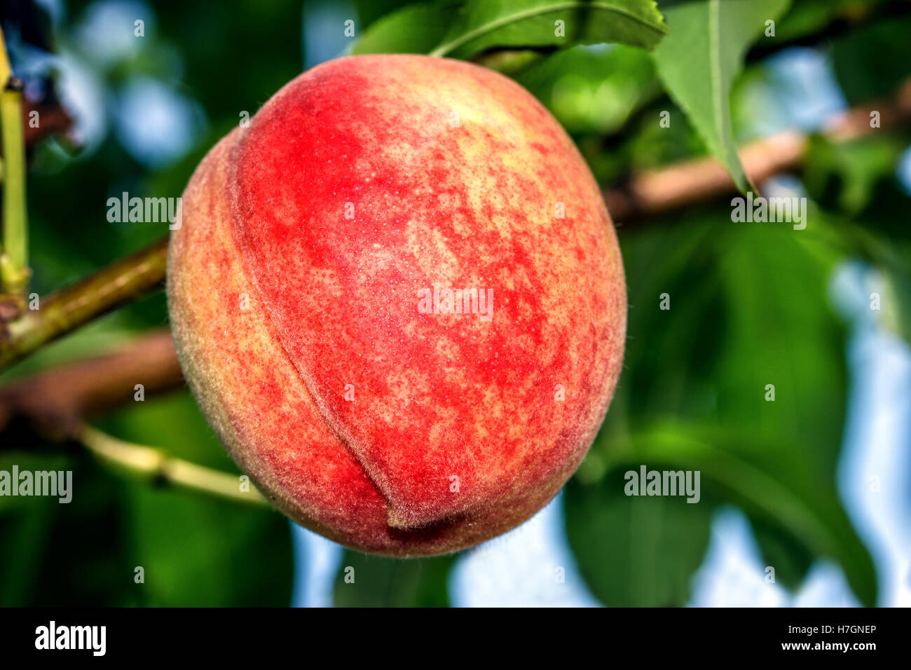 Peach growing on tree hi-res stock photography and images - Alamy