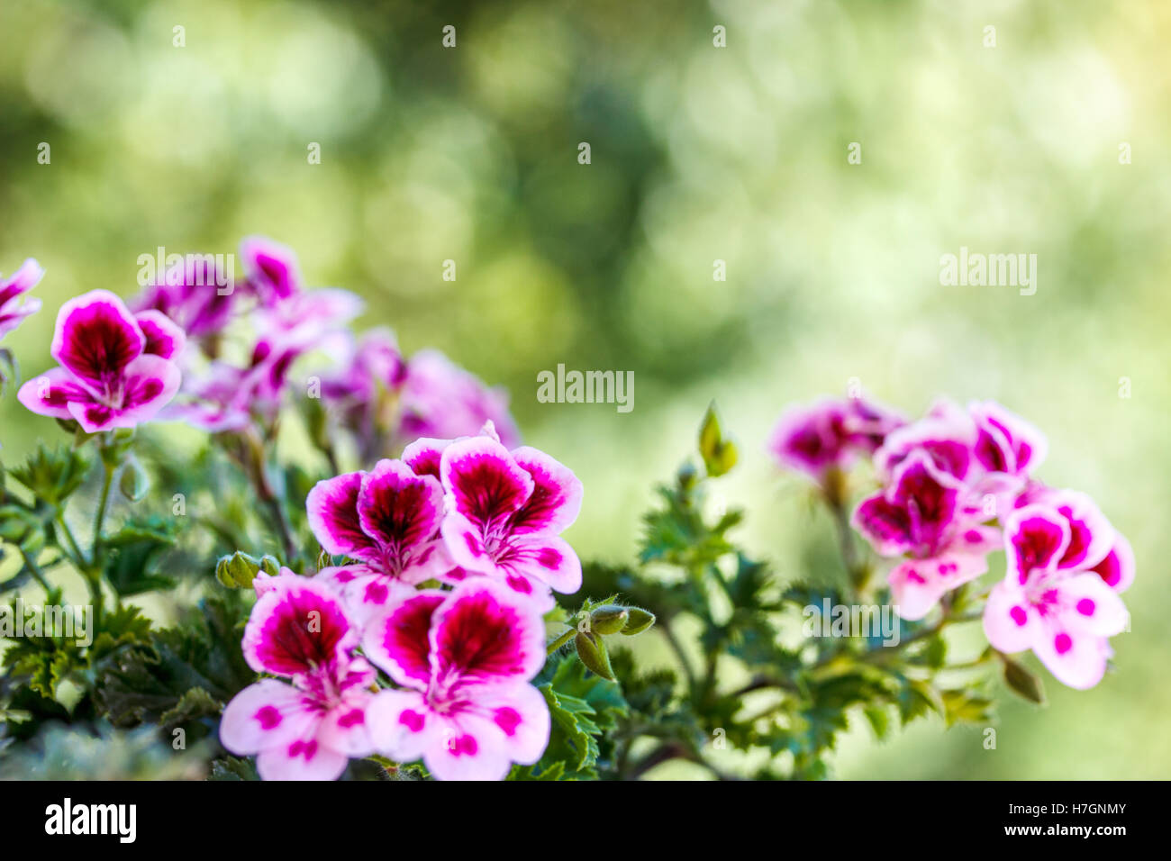 Green floral background outdoors Stock Photo - Alamy