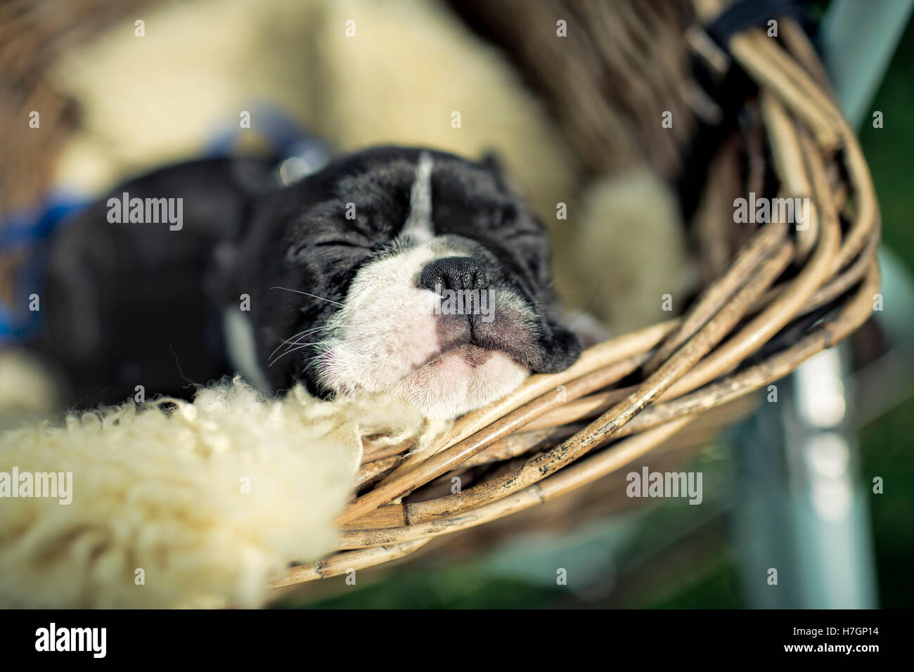 Portrait of a Young Boston Terrier riding in basket on Bicycle with ...