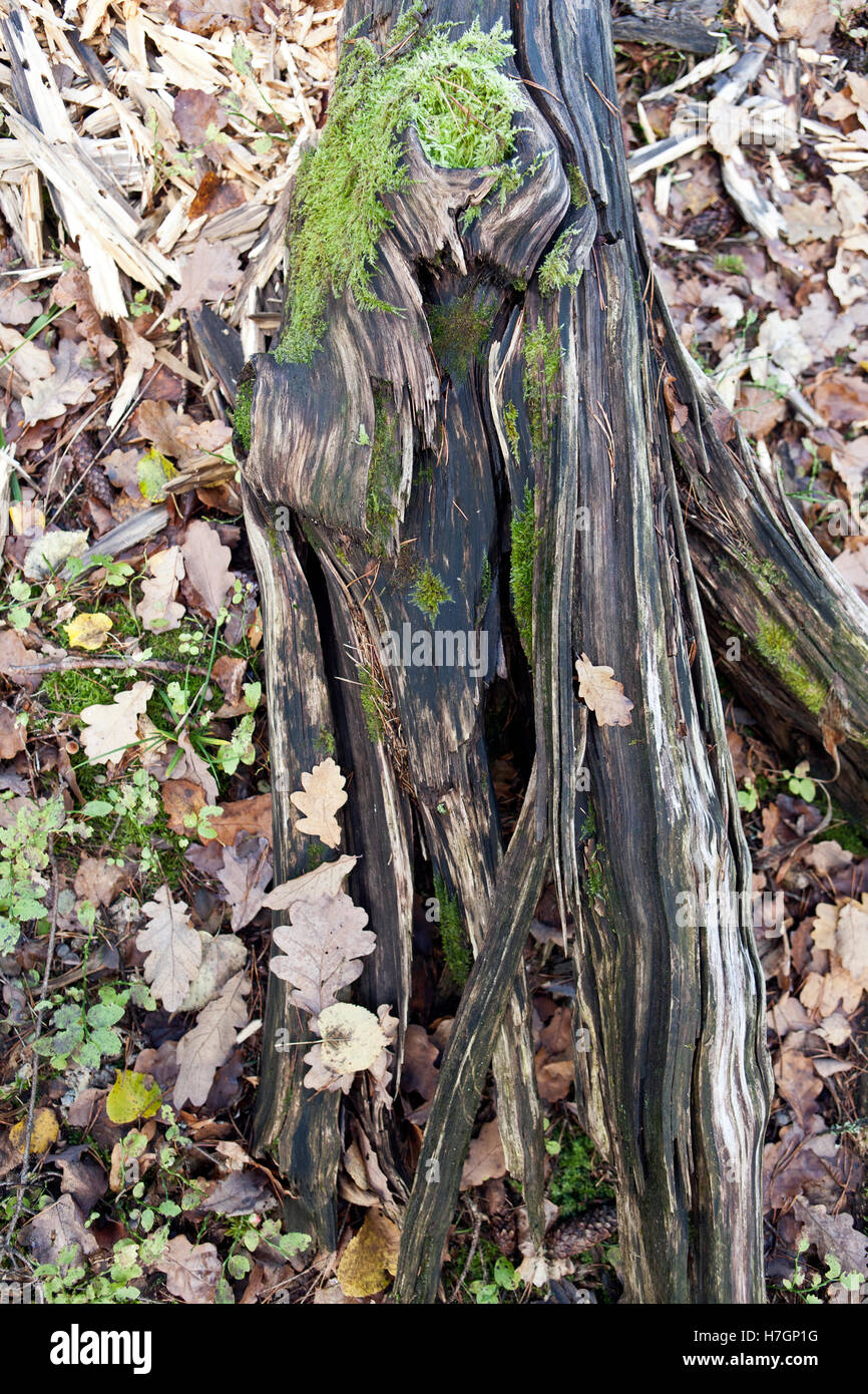 Rotten log hi-res stock photography and images - Alamy