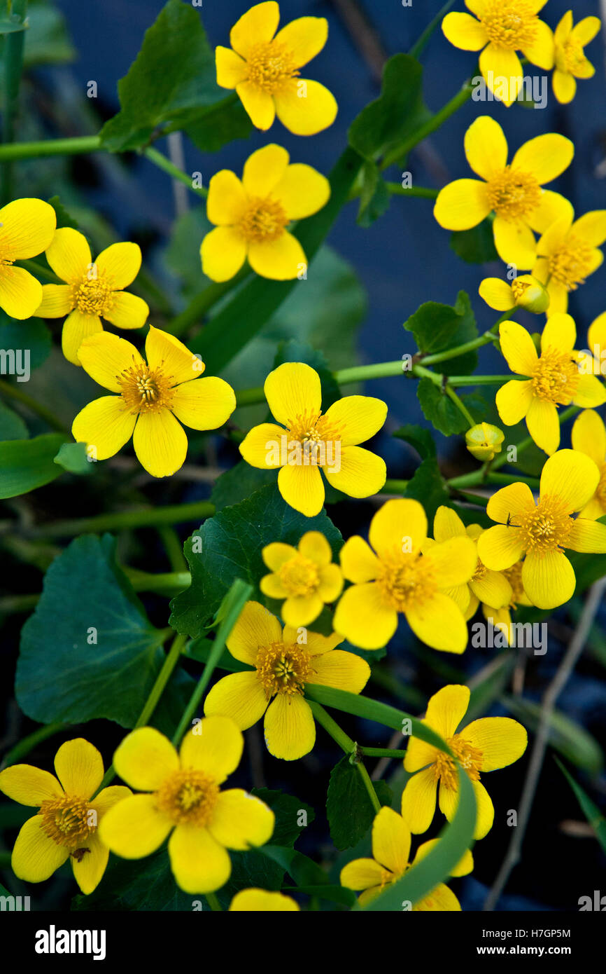 Marsh Marigold Caltha palustris in full bloom Stock Photo - Alamy
