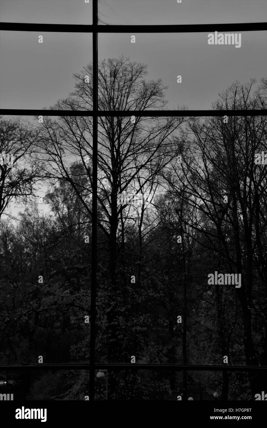 Big trees photography hi-res stock photography and images - Alamy