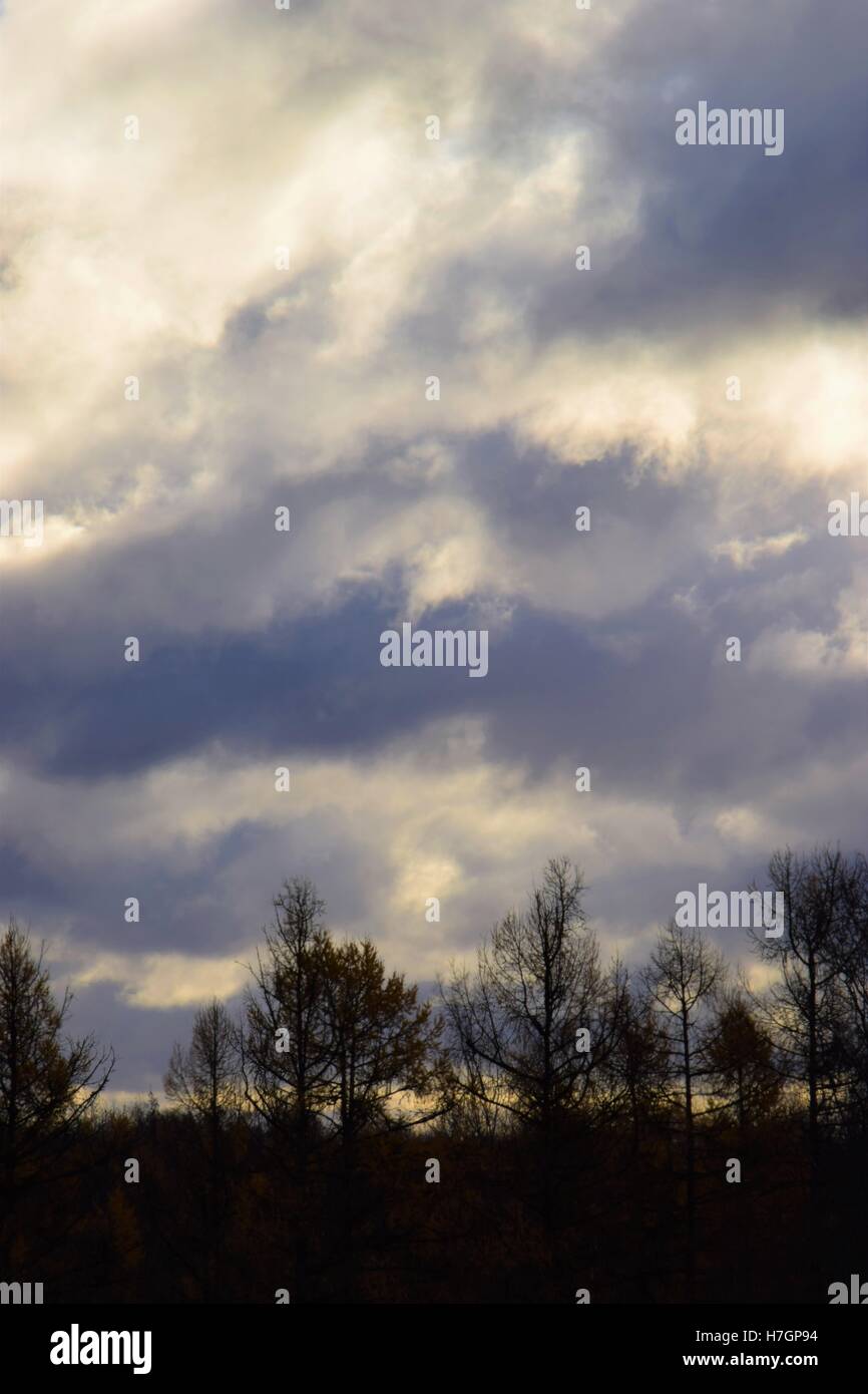Dark shades of trees hi-res stock photography and images - Alamy
