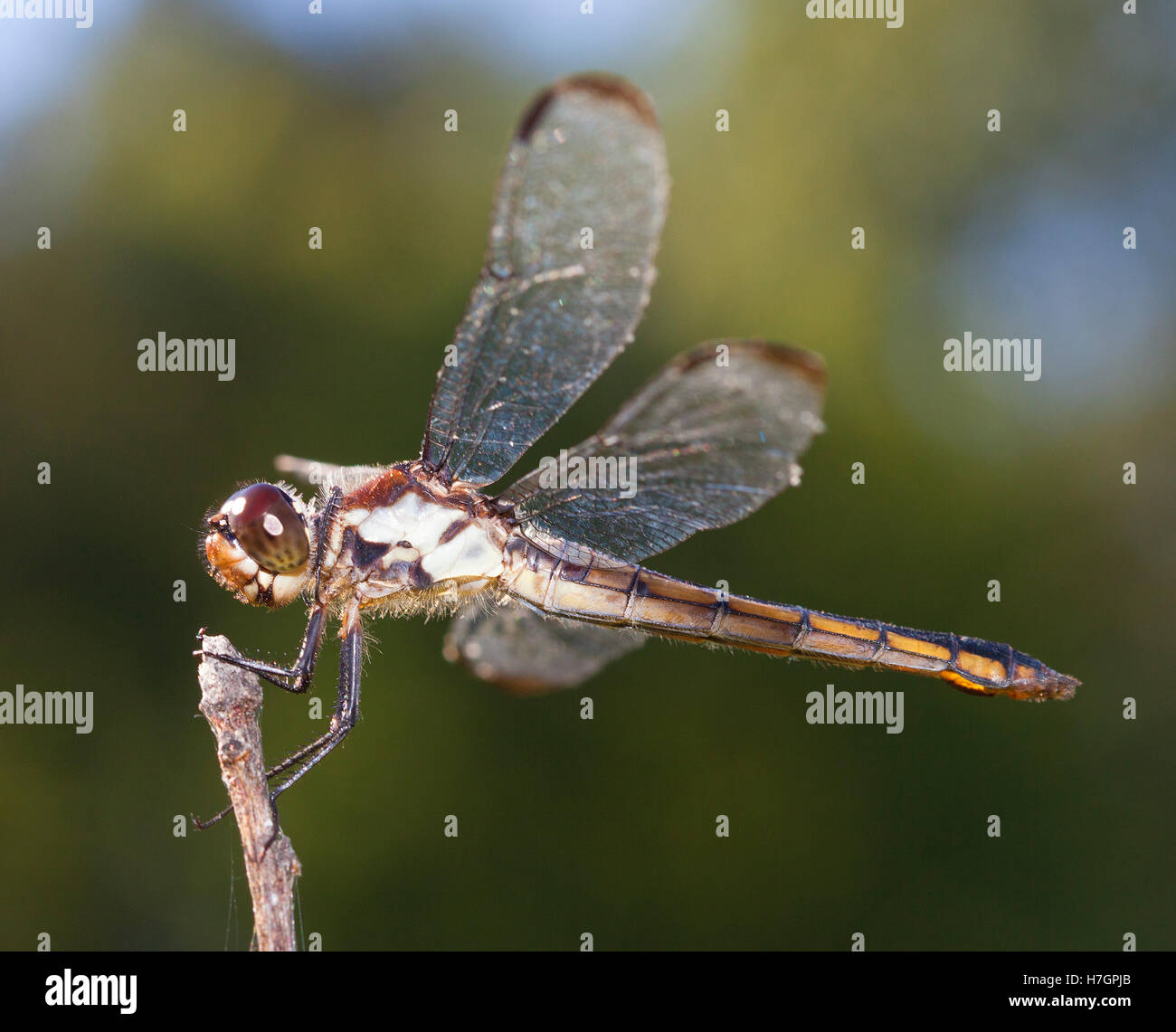 Big dragonfly with brown and green eyes on a stick Stock Photo - Alamy