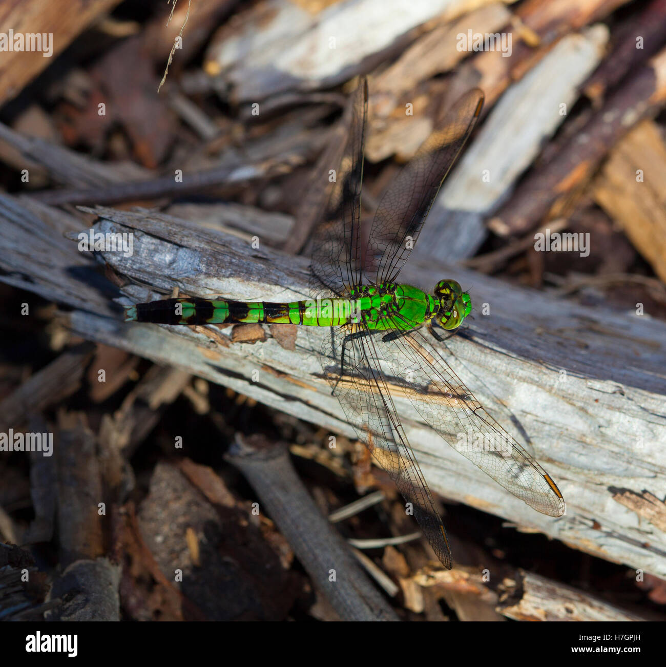 Dragonfly with a green body and head on some wood on the ground Stock ...
