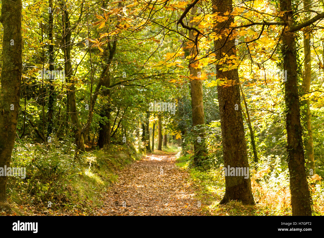 Autumn colours and trees, woodland walk, Cyfarthfa Park, Merthyr Tydfil ...