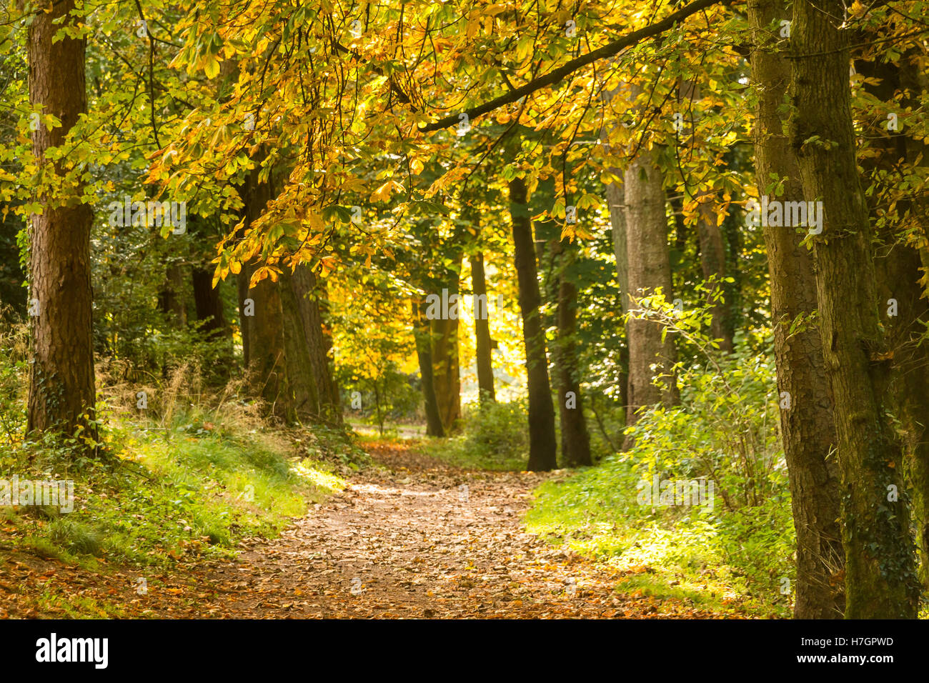 Autumn colours and trees, woodland walk, Cyfarthfa Park, Merthyr Tydfil ...