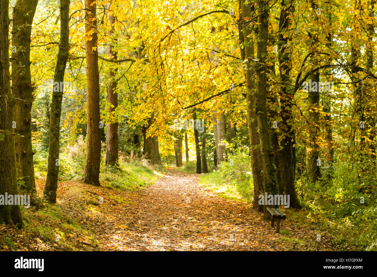 Autumn colours and trees, woodland walk, Cyfarthfa Park, Merthyr Tydfil ...