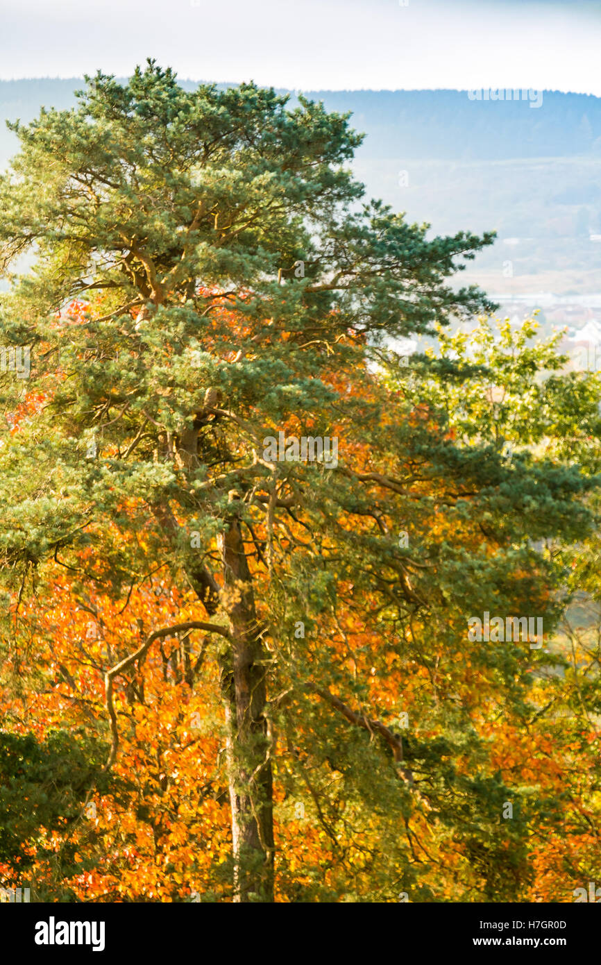 Cyfarthfa park hi-res stock photography and images - Alamy