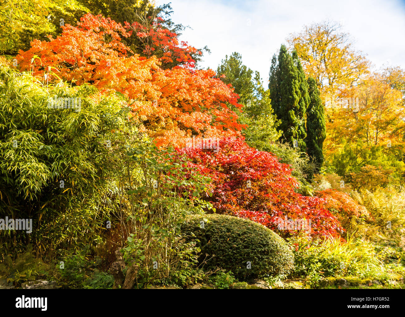 Autumn colours and trees, woodland walk, Cyfarthfa Park, Merthyr Tydfil ...