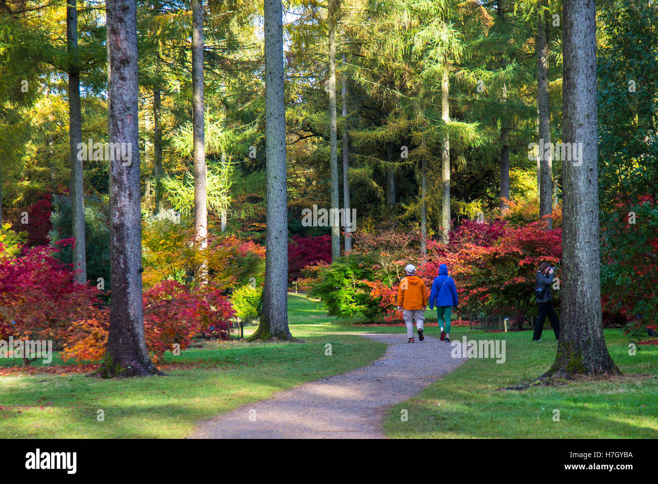 Tetbury, UK. 4th Nov, 2016. Visitors at Westonbirt Arboretum enjoy the ...