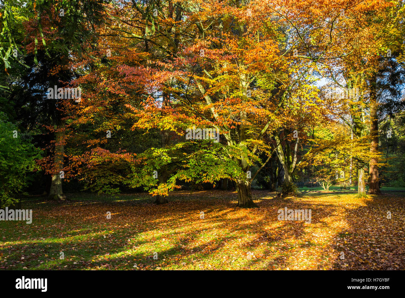 Tetbury, UK. 4th Nov, 2016. Visitors at Westonbirt Arboretum enjoy the ...