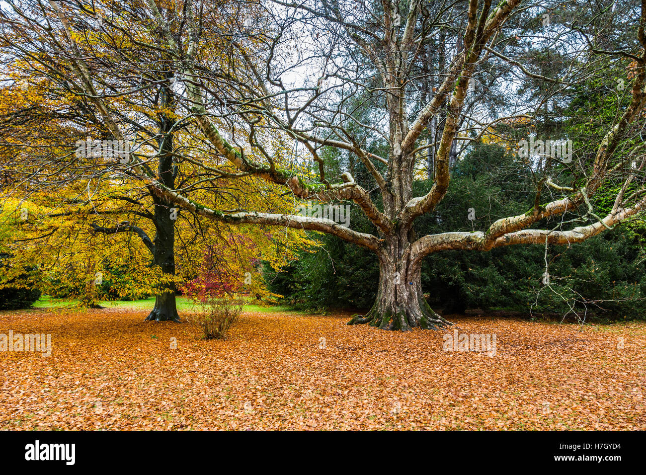 Tetbury, UK. 4th Nov, 2016. Visitors at Westonbirt Arboretum enjoy the ...
