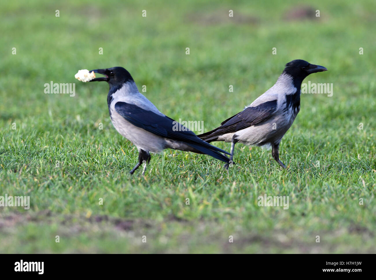 Berlin, Germany. 3rd Nov, 2016. Rooks and carrion crows stand on a ...
