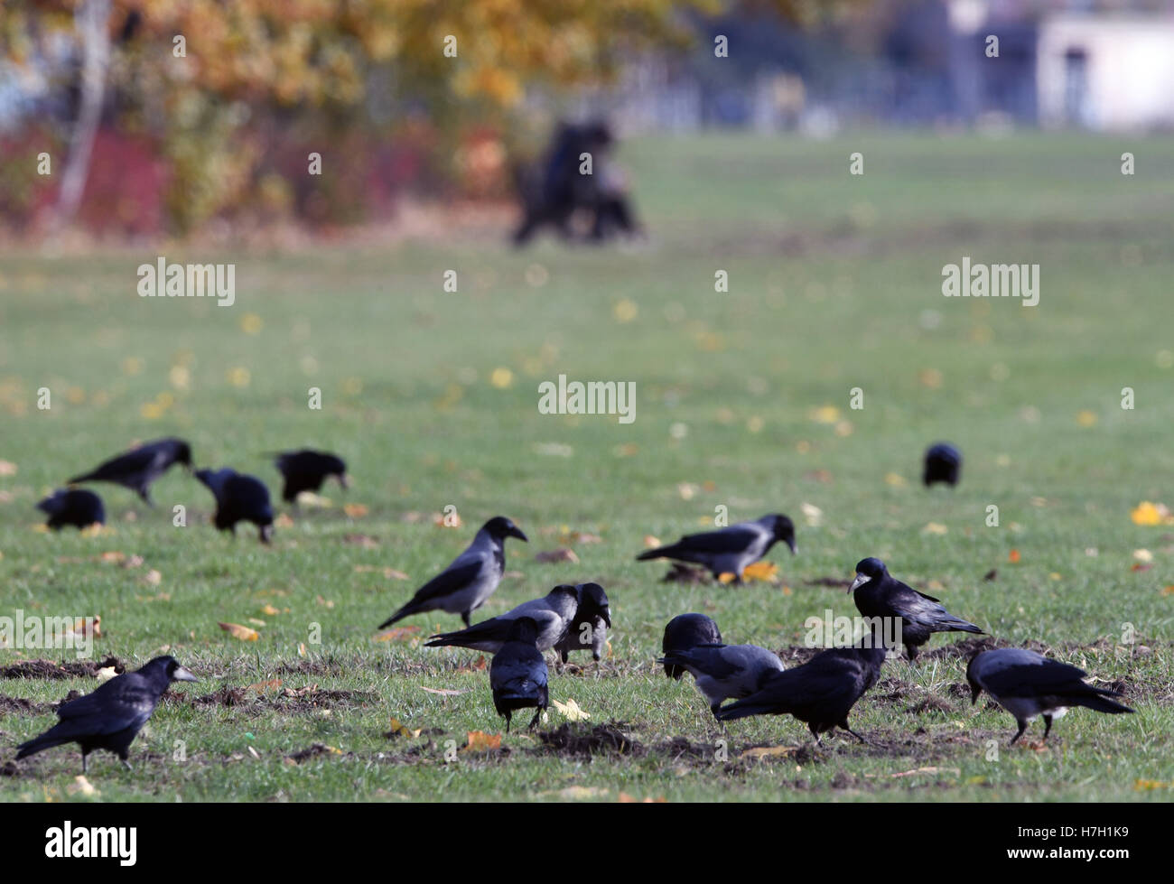 Berlin, Germany. 3rd Nov, 2016. Rooks and carrion crows stand on a ...