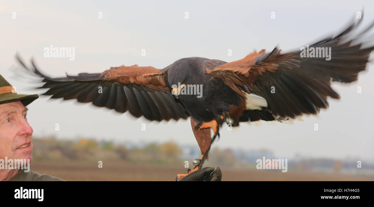 Magdeburg, Germany. 05th Nov, 2016. Klaus Gabler with his Harris Hawk ...