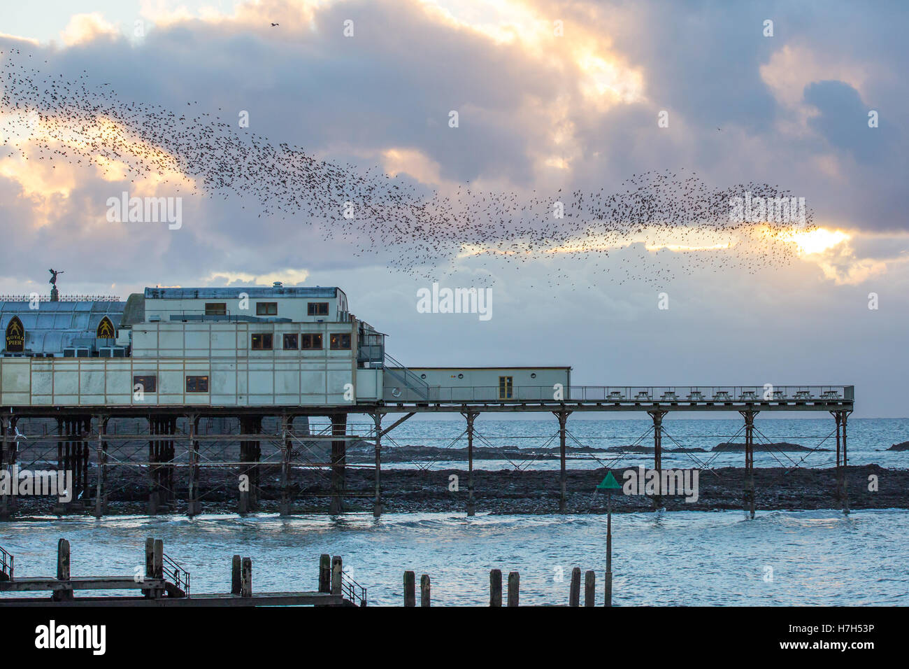 Flocks of starlings hi-res stock photography and images - Alamy
