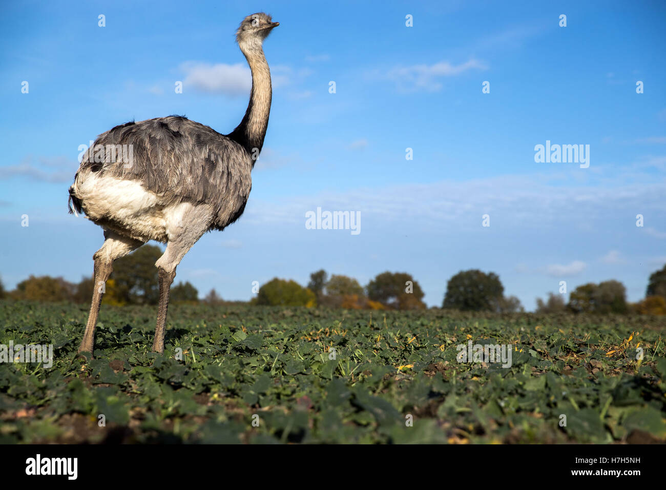 Nandu bird hi-res stock photography and images - Alamy