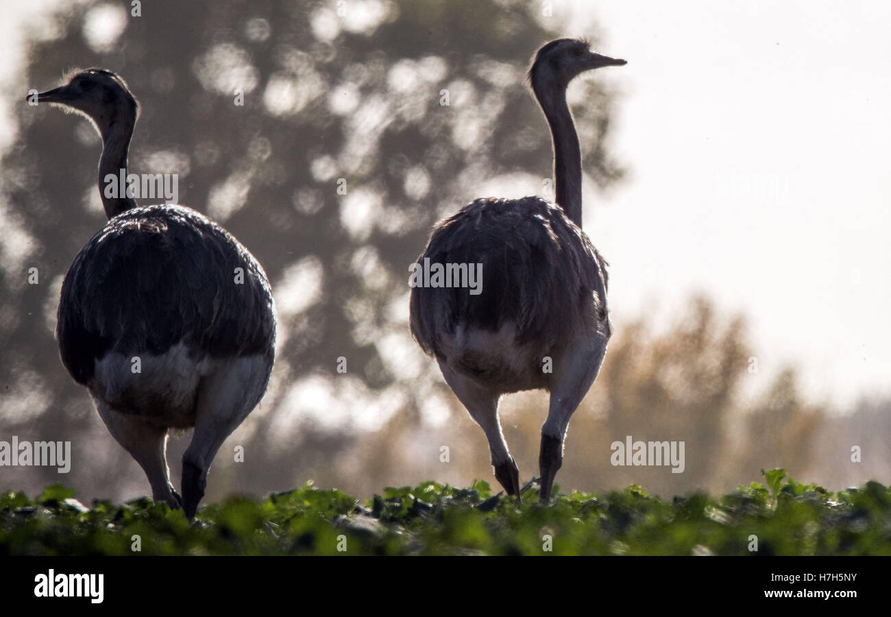 A group of wild Nandu birds walking over young canola crops in a field ...