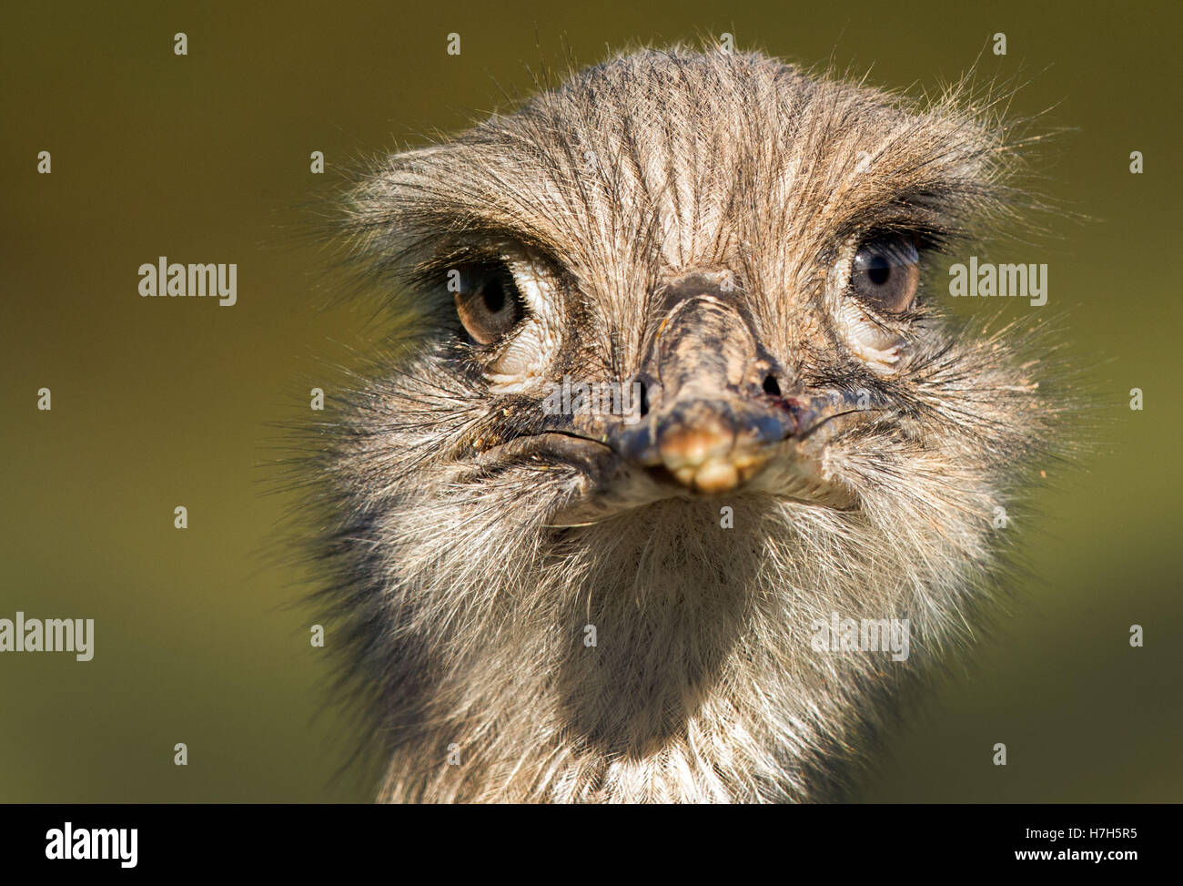A Wild Nandu bird in a field near Schattin, Germany, 30 October 2016 ...