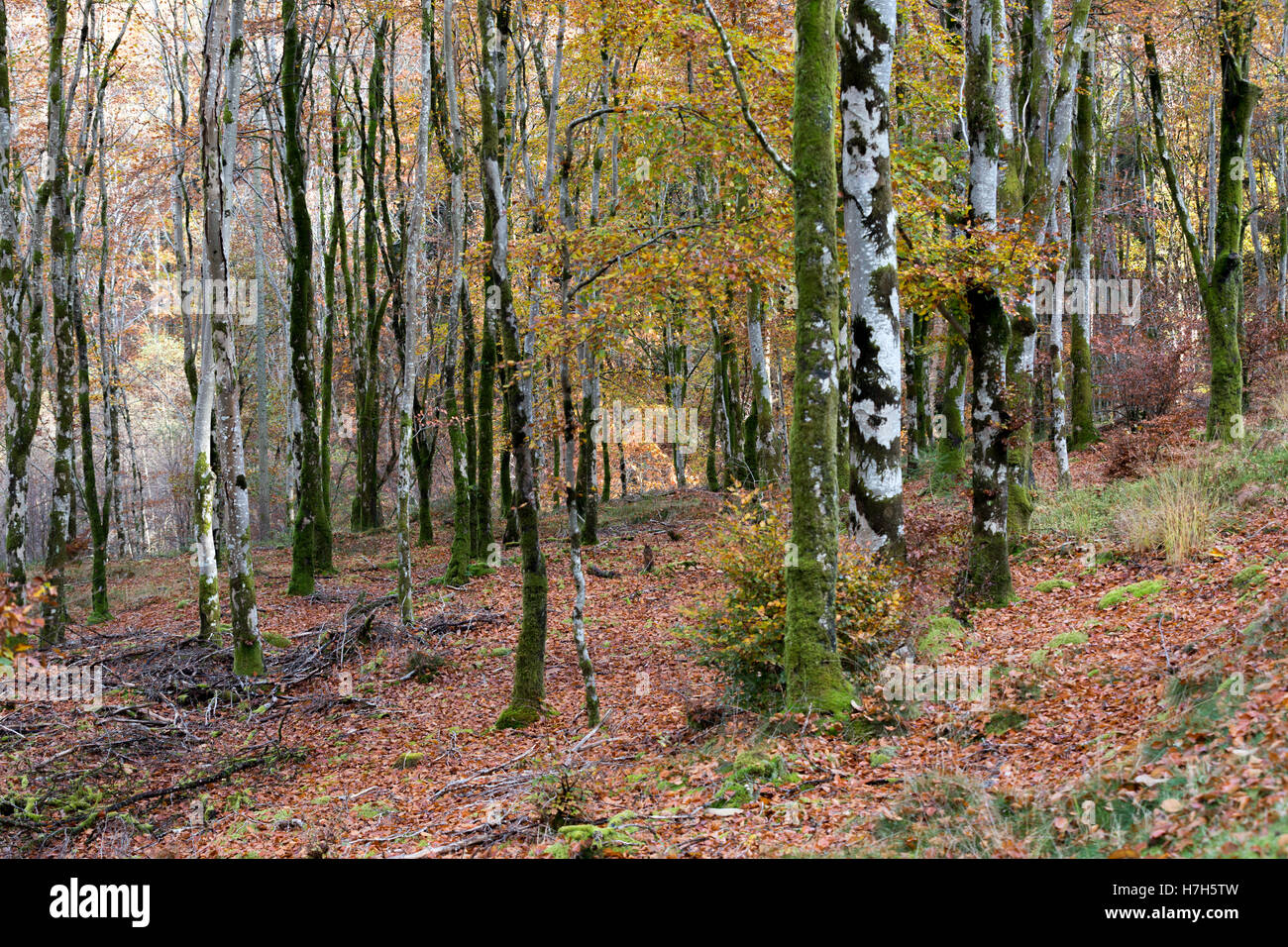 Thinned hi-res stock photography and images - Alamy
