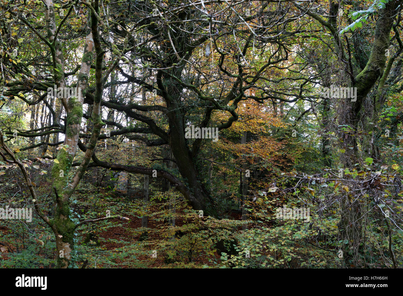 A big dark tree in a forest Stock Photo - Alamy