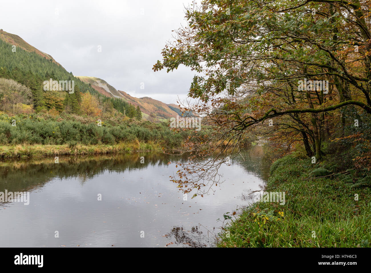 Autumnal colours along one of many walks along the Ystwyth river in ...