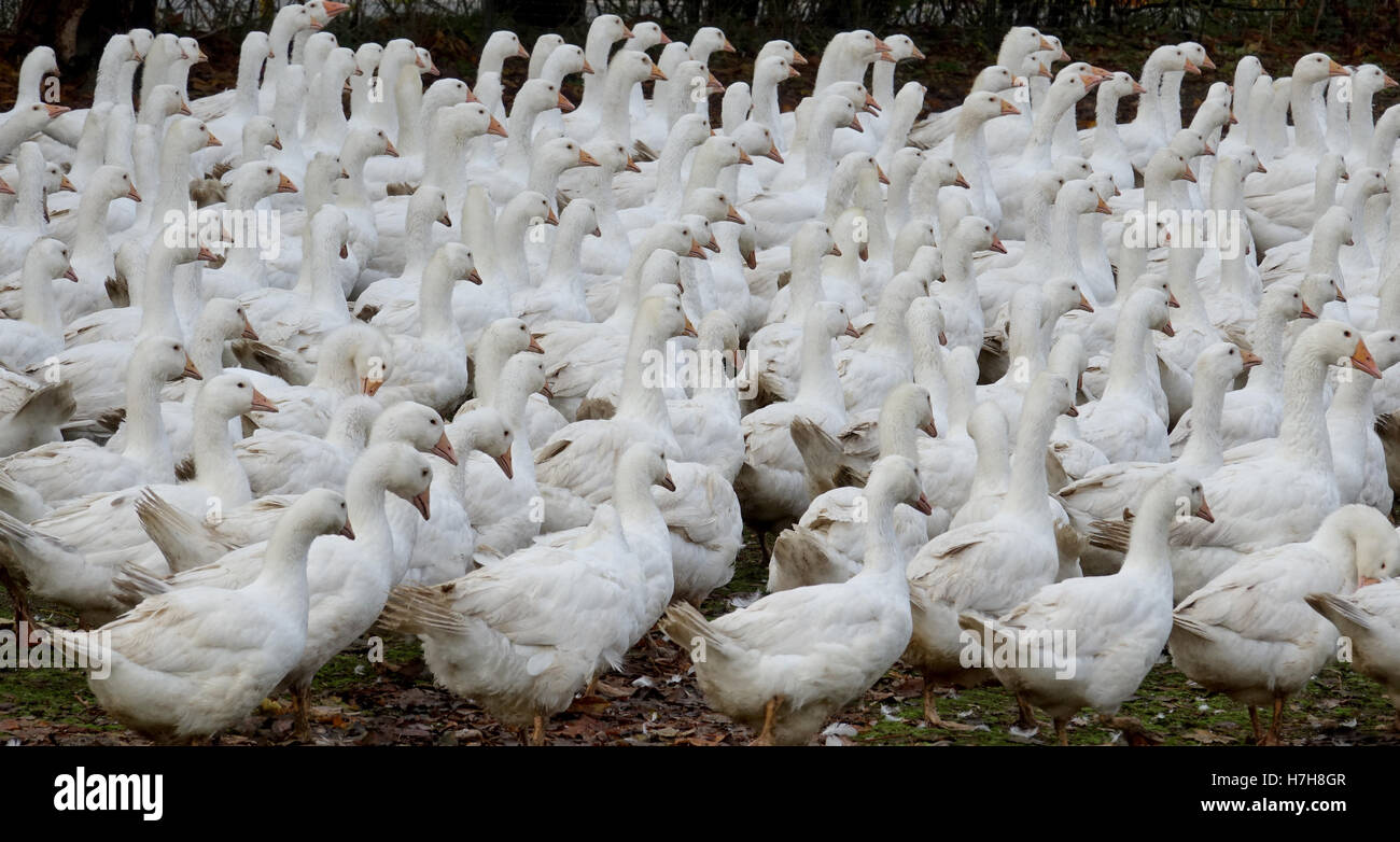 Six million animals hi-res stock photography and images - Alamy