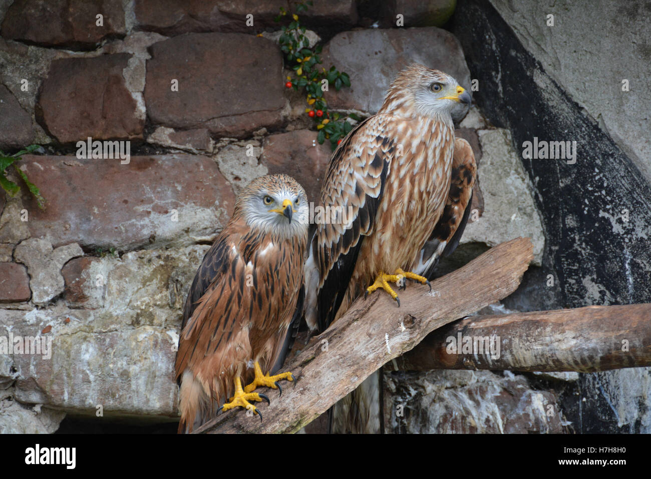 Haunetal, Germany. 24th Oct, 2016. Two red kites in a wild animal ...