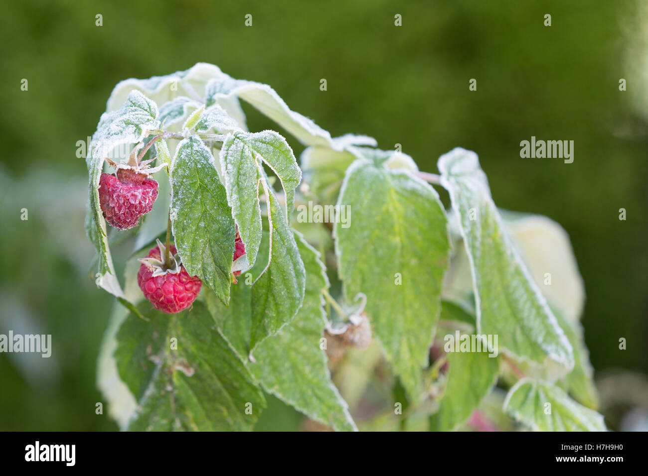 A raspberry plant covered in frost at autumn Stock Photo - Alamy