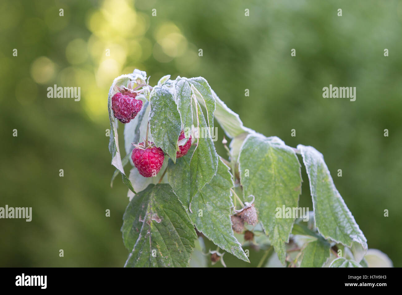 A raspberry plant covered in frost at autumn Stock Photo - Alamy