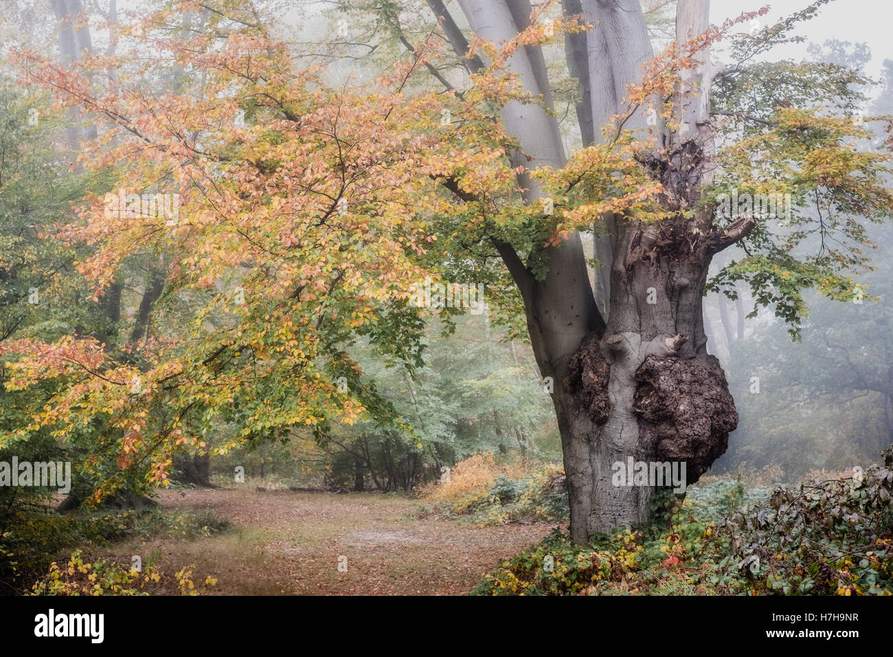 Colour image of an old oak tree in Epping Forest on a misty morning in ...