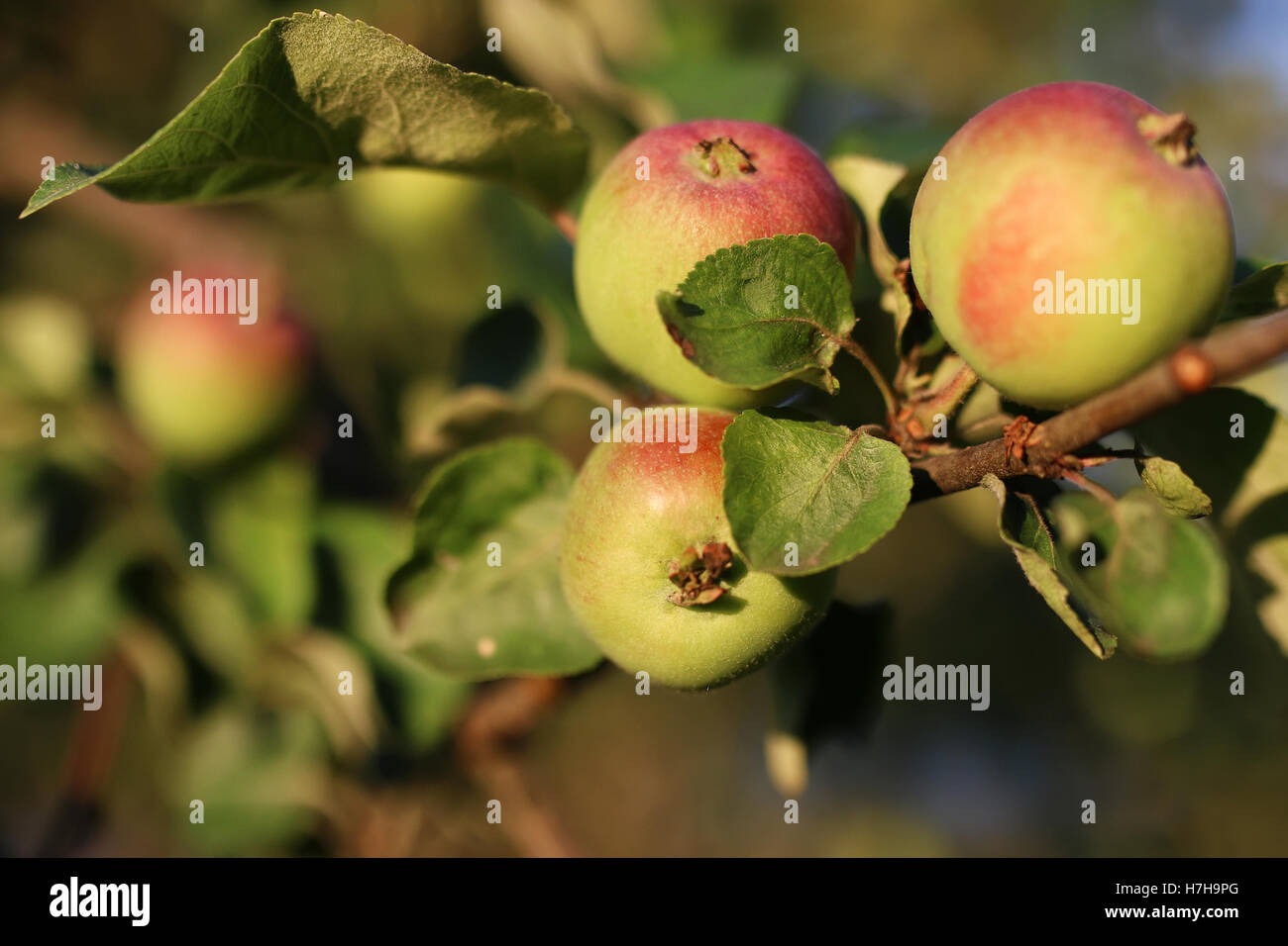 apple fruit on the tree Stock Photo - Alamy