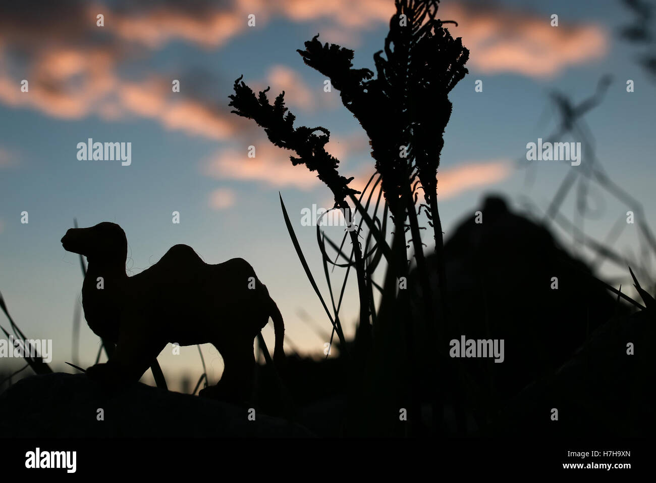 sunset camel and pyramid Stock Photo - Alamy