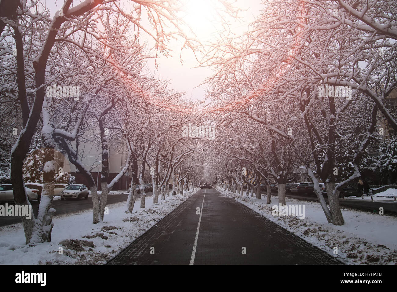pedestrian way tree winter Stock Photo - Alamy