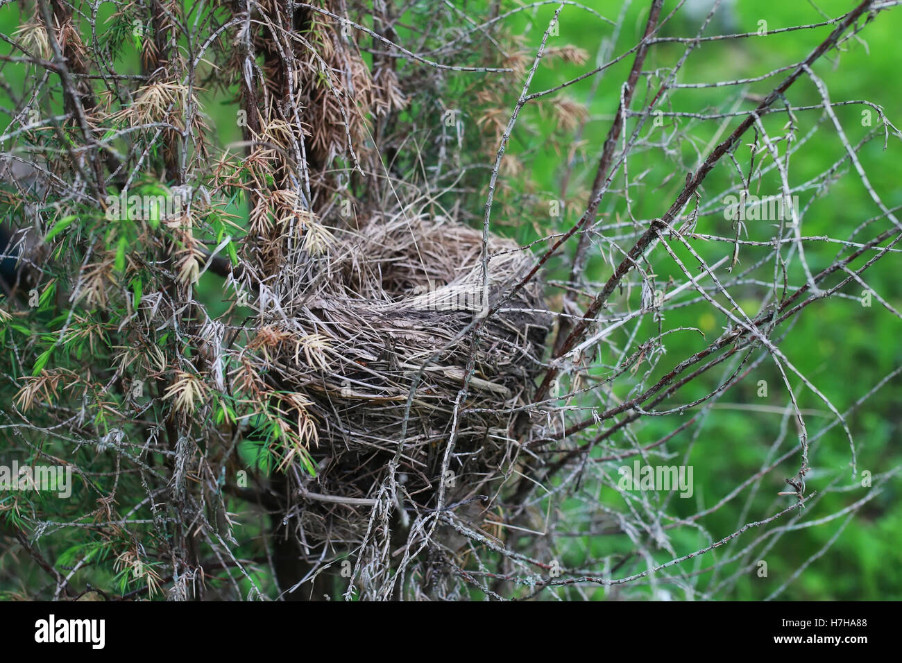 bird nest in nature Stock Photo - Alamy
