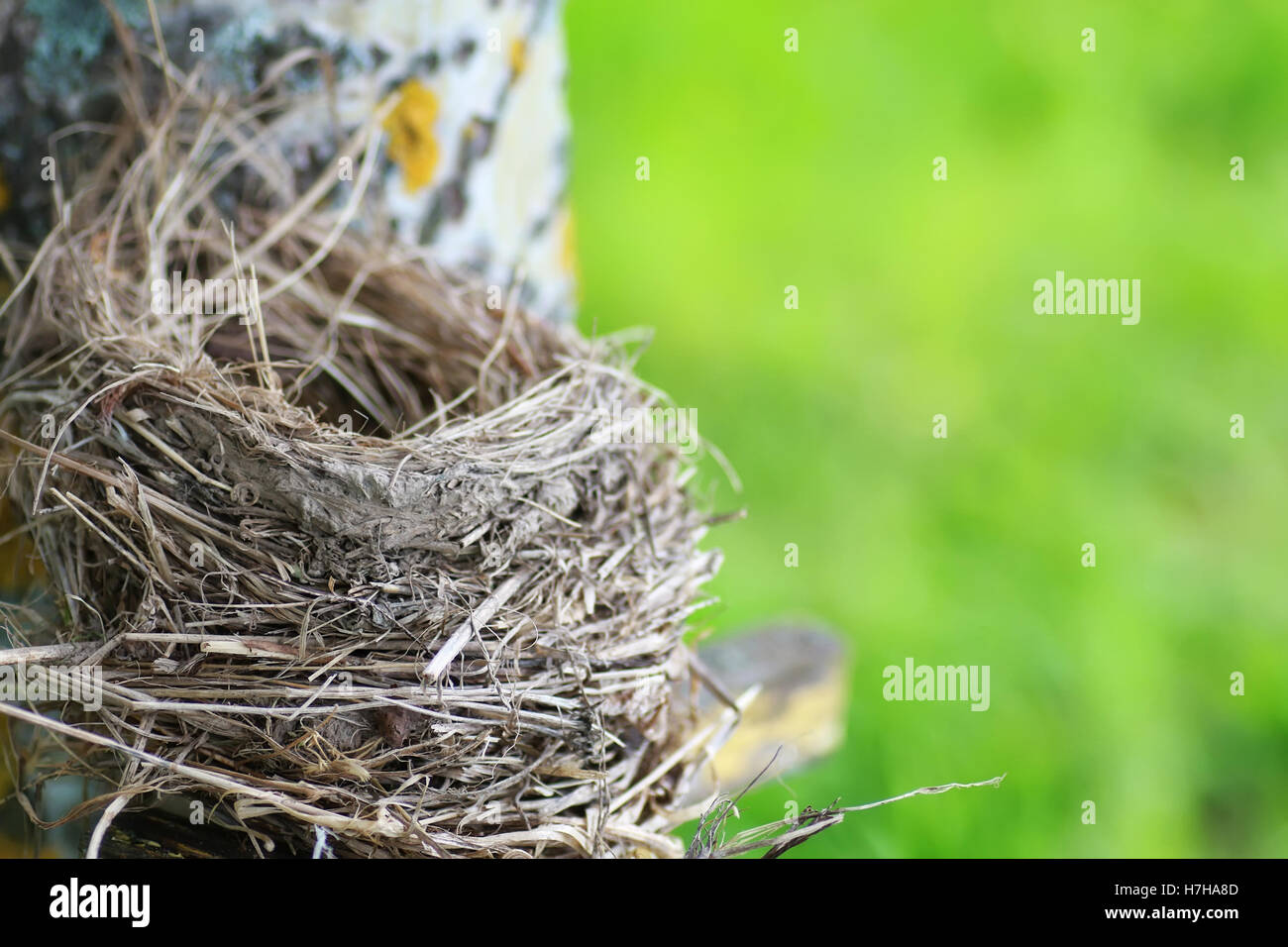 bird nest in nature Stock Photo - Alamy