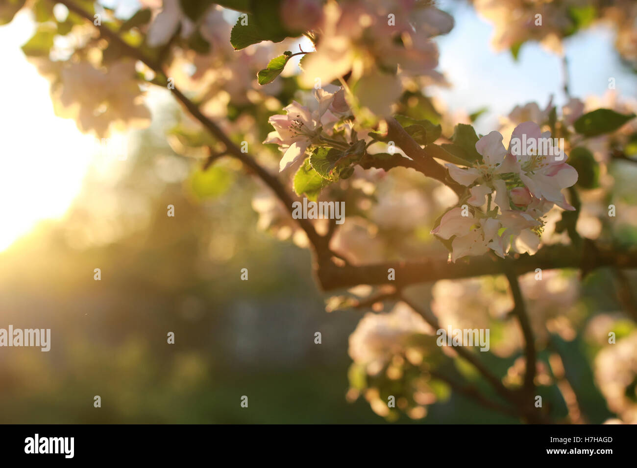 apple tree flower on sunset Stock Photo - Alamy