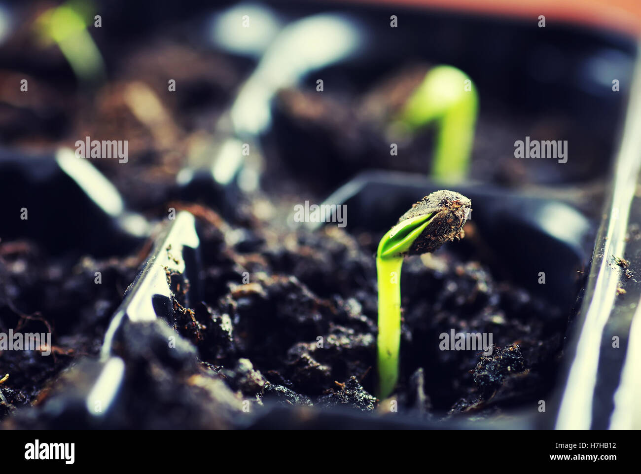box with small sprout from seeds Stock Photo - Alamy