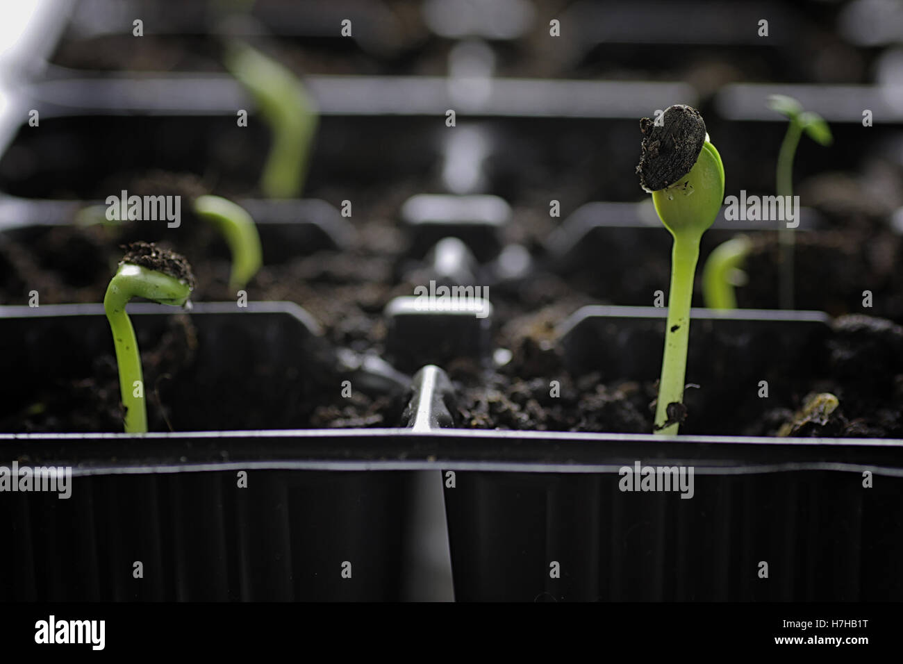 small sprout from seeds Stock Photo - Alamy