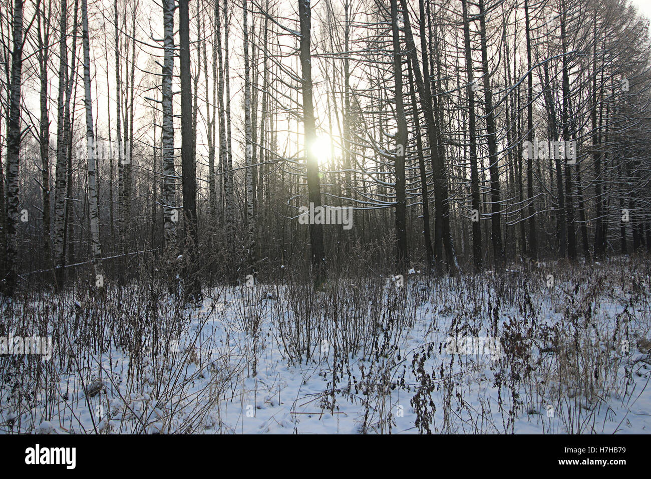 Winter snow park forest Stock Photo - Alamy