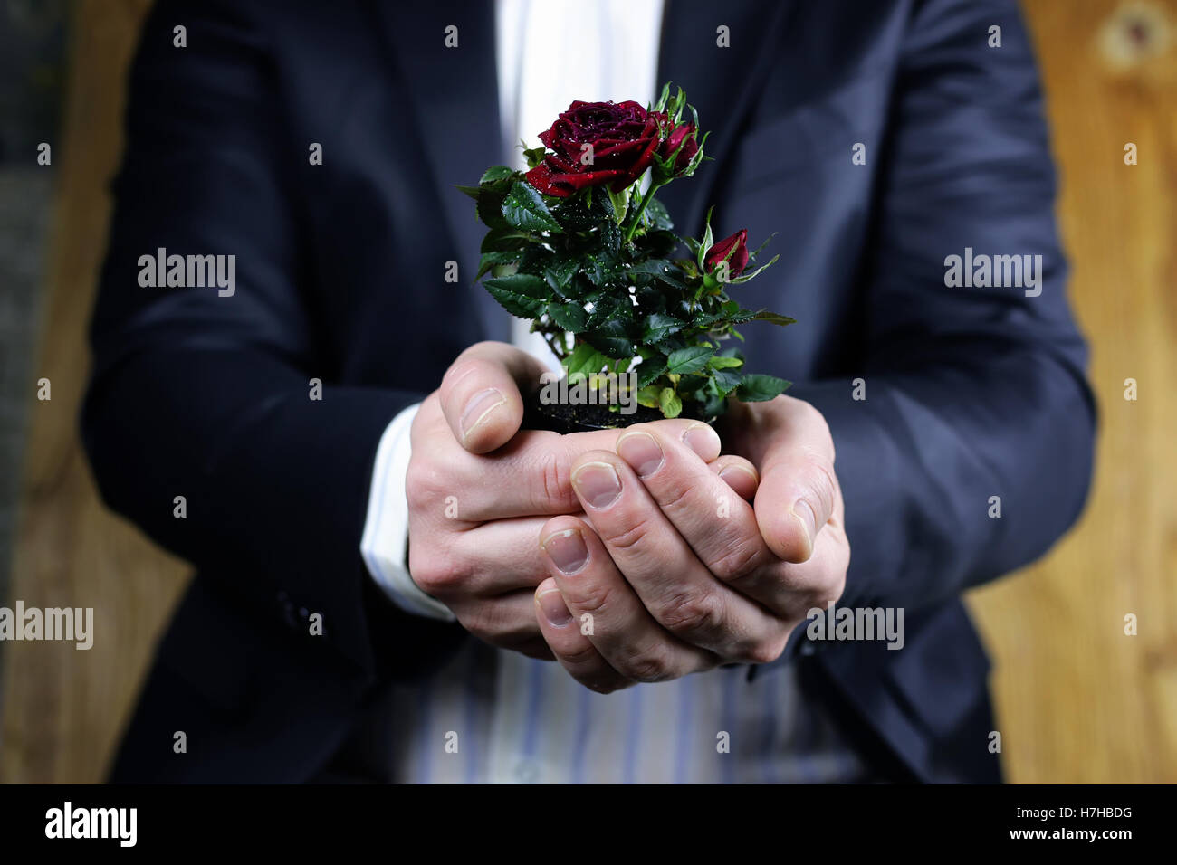 Rose in hand man suit Stock Photo - Alamy