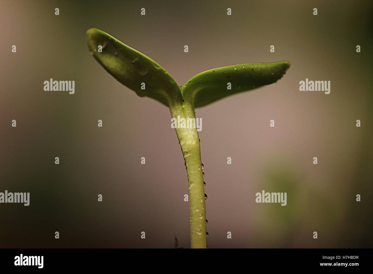 small sprout from seeds Stock Photo - Alamy