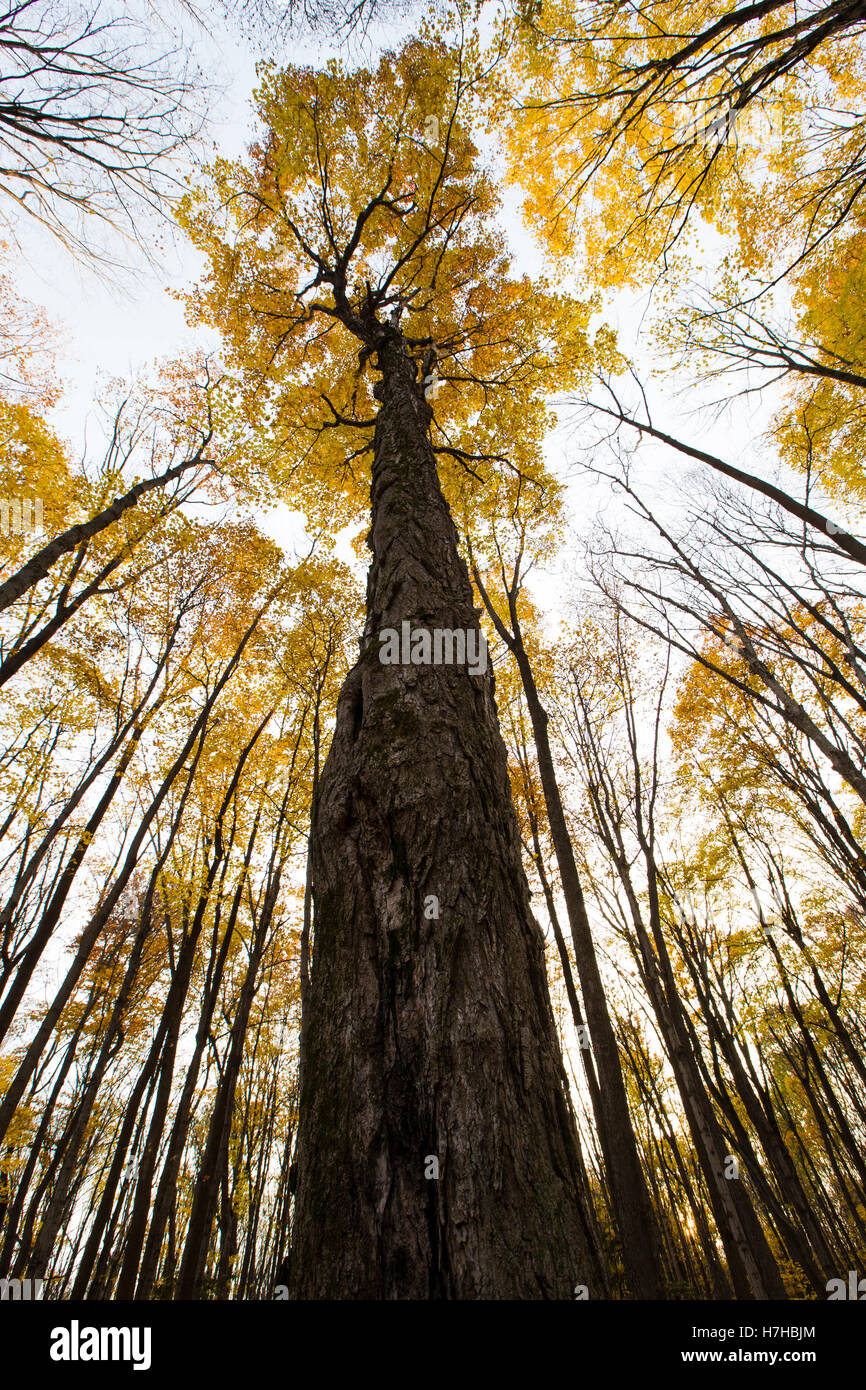 Maple forest in autumn, wide angle photo Stock Photo - Alamy